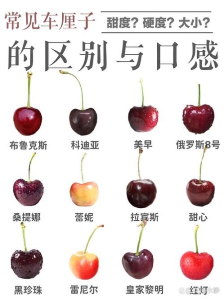 车厘子和樱桃是一个东西吗_车厘子与樱桃的区别-第3张图片-山城妙识