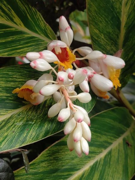 豆蔻花的花语是什么_豆蔻花怎么养-第2张图片-山城妙识