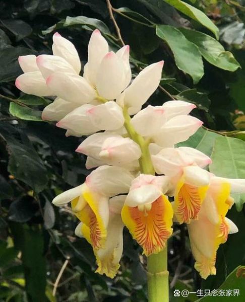 豆蔻花的花语是什么_豆蔻花怎么养-第3张图片-山城妙识