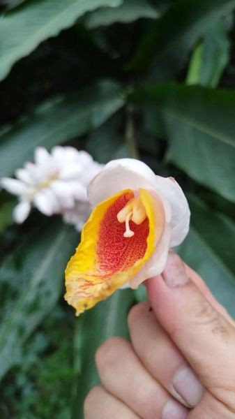 豆蔻花的花语是什么_豆蔻花怎么养-第1张图片-山城妙识