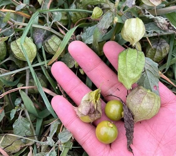 野生灯笼果长什么样_野生灯笼果能吃吗-第2张图片-山城妙识