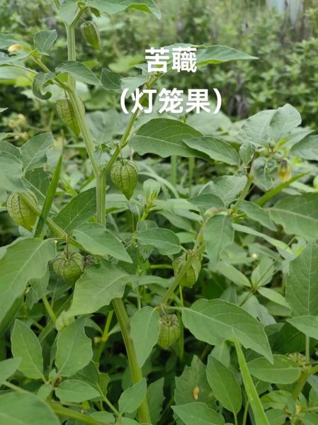 野生灯笼果长什么样_野生灯笼果能吃吗-第1张图片-山城妙识