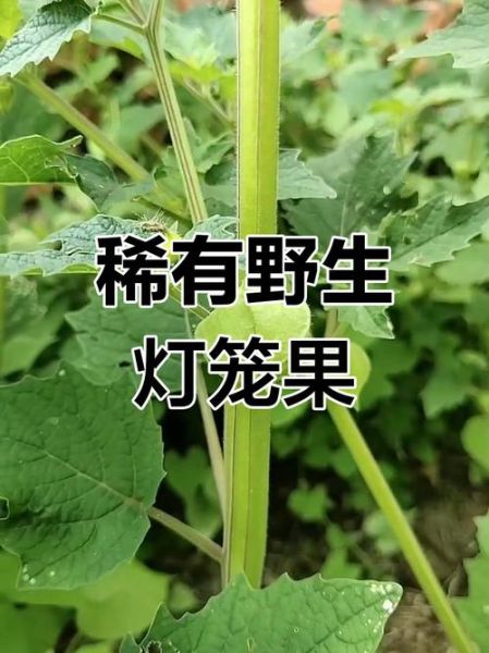 野生灯笼果长什么样_野生灯笼果能吃吗-第3张图片-山城妙识