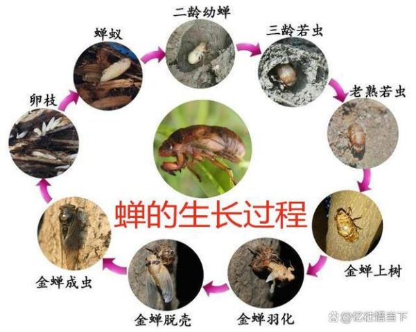 蝉的一生图片_蝉的寿命有多长-第1张图片-山城妙识