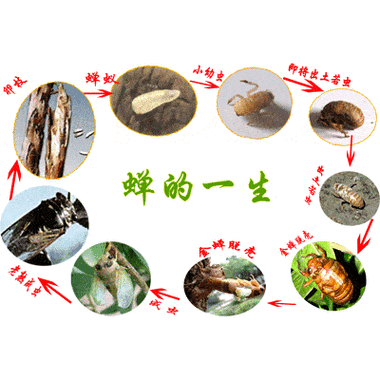 蝉的一生图片_蝉的寿命有多长-第2张图片-山城妙识