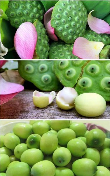 鲜莲子怎么吃_鲜莲子能生吃吗-第1张图片-山城妙识 鲜莲子怎么吃_鲜莲子能生吃吗-第1张图片-山城妙识