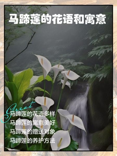 马蹄莲花语是什么_马蹄莲图片拍摄技巧-第1张图片-山城妙识