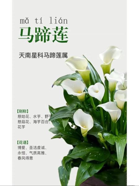 马蹄莲花语是什么_马蹄莲图片拍摄技巧-第2张图片-山城妙识