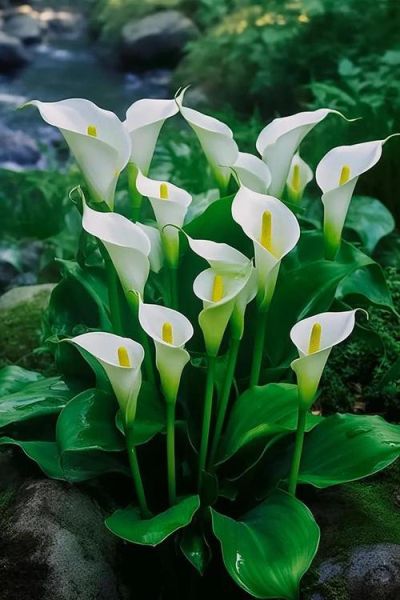 马蹄莲花语是什么_马蹄莲图片拍摄技巧-第3张图片-山城妙识