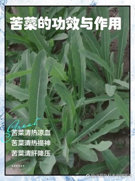 苦苣菜怎么读_苦苣菜的功效与作用-第1张图片-山城妙识