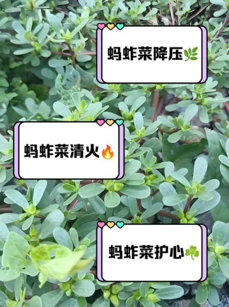 蚂蚱菜怎么做好吃_蚂蚱菜有哪些家常做法-第2张图片-山城妙识 蚂蚱菜怎么做好吃_蚂蚱菜有哪些家常做法-第2张图片-山城妙识