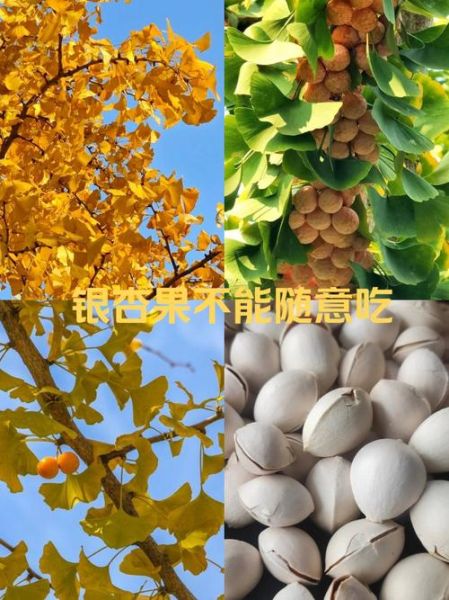 银杏果有毒吗_能直接吃吗-第2张图片-山城妙识