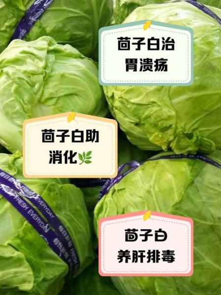 茴子白是包菜吗_茴子白和包菜的区别-第1张图片-山城妙识