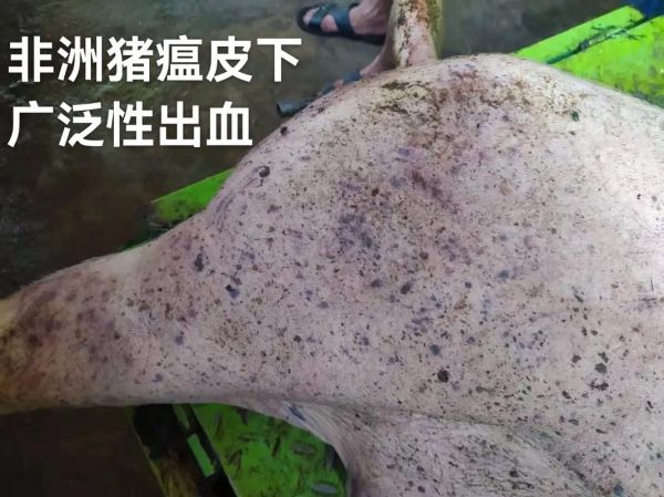 非洲猪瘟最简单的辨认方法_非洲猪瘟早期症状有哪些-第1张图片-山城妙识