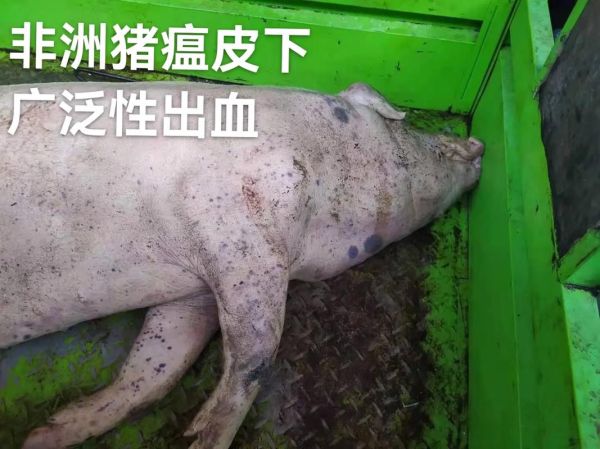 非洲猪瘟最简单的辨认方法_非洲猪瘟早期症状有哪些-第3张图片-山城妙识