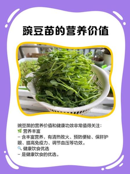 豌豆苗什么人不能吃_禁忌人群全解析-第1张图片-山城妙识 豌豆苗什么人不能吃_禁忌人群全解析-第1张图片-山城妙识