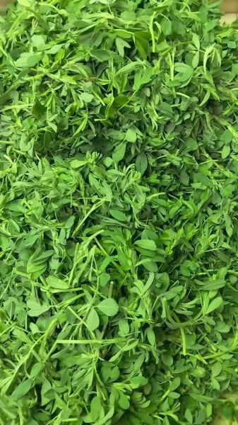 苜蓿草什么时候种最好_苜蓿草播种最佳月份-第3张图片-山城妙识 苜蓿草什么时候种最好_苜蓿草播种最佳月份-第3张图片-山城妙识