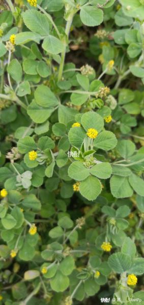 苜蓿草什么时候种最好_苜蓿草播种最佳月份-第2张图片-山城妙识 苜蓿草什么时候种最好_苜蓿草播种最佳月份-第2张图片-山城妙识