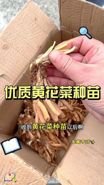 黄花菜怎么种植_黄花菜田间管理要点-第2张图片-山城妙识 黄花菜怎么种植_黄花菜田间管理要点-第2张图片-山城妙识