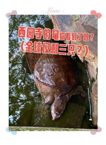 鼋怎么读_鼋的读音和含义-第1张图片-山城妙识