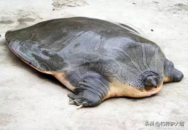 鼋怎么读_鼋的读音和含义-第2张图片-山城妙识