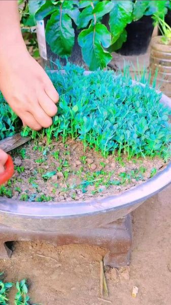 豌豆尖什么时候种_豌豆尖种植方法步骤-第1张图片-山城妙识