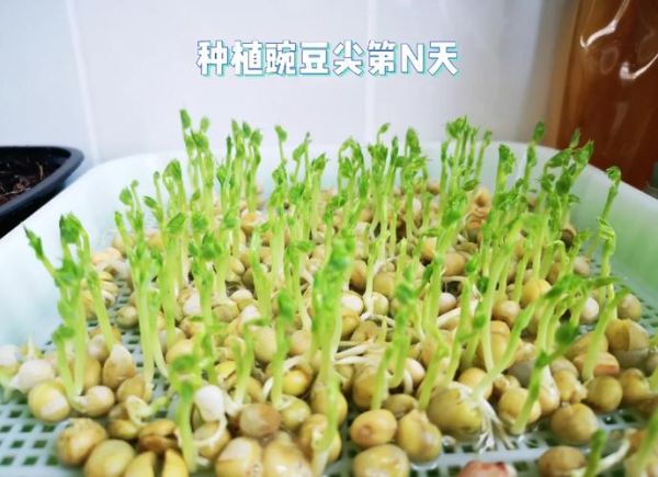 豌豆尖什么时候种_豌豆尖种植方法步骤-第2张图片-山城妙识