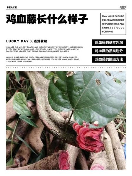 鸡血藤配伸筋草的功效与作用_鸡血藤伸筋草一起用多久见效-第3张图片-山城妙识