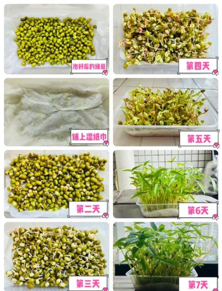 绿豆图片植物_绿豆发芽过程图解-第1张图片-山城妙识