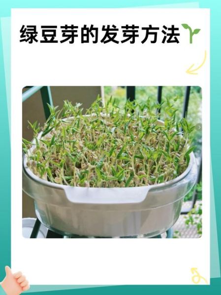 绿豆图片植物_绿豆发芽过程图解-第2张图片-山城妙识