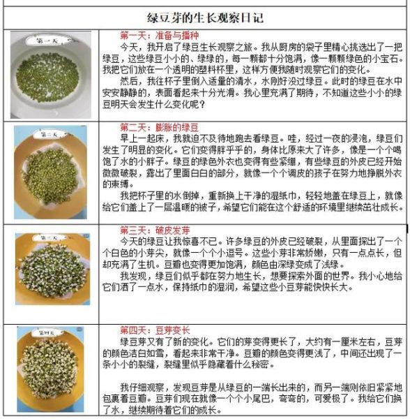 绿豆图片植物_绿豆发芽过程图解-第3张图片-山城妙识