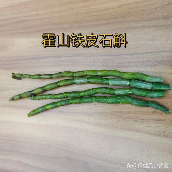 石斛品种76图片大全_如何区分铁皮石斛与金钗石斛-第3张图片-山城妙识