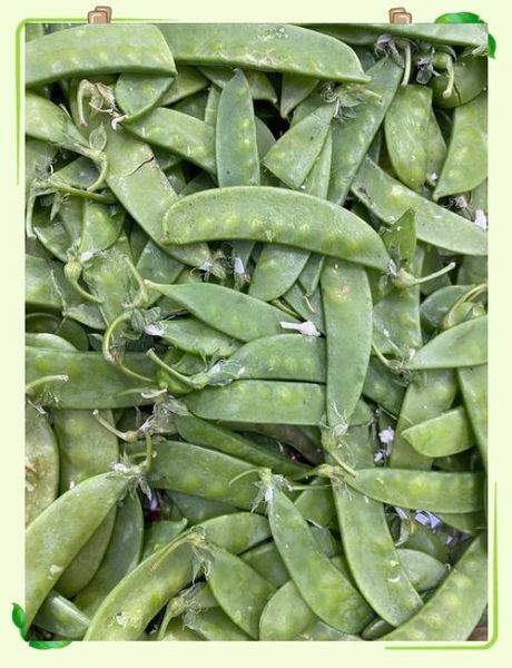荷兰豆要不要焯水_荷兰豆焯水多久-第3张图片-山城妙识