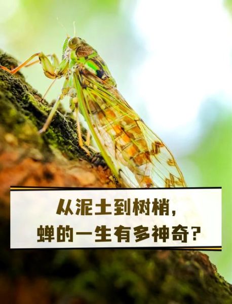 蝉的一生有多长_蝉为什么要蛰伏十七年-第1张图片-山城妙识