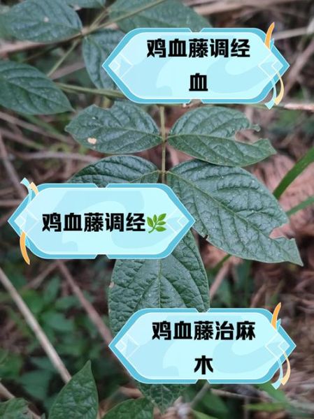 鸡血藤的功效与作用_鸡血藤能长期泡水喝吗-第2张图片-山城妙识