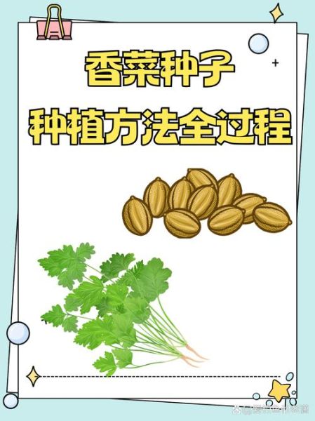 香菜怎么种_香菜种植时间和方法-第1张图片-山城妙识 香菜怎么种_香菜种植时间和方法-第1张图片-山城妙识