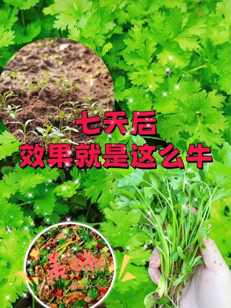 香菜怎么种_香菜种植时间和方法-第3张图片-山城妙识 香菜怎么种_香菜种植时间和方法-第3张图片-山城妙识