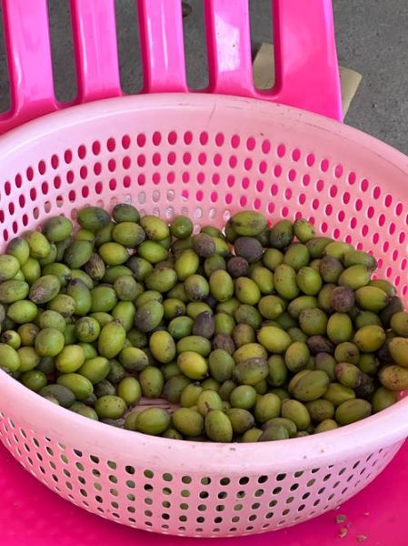 超市瓶装橄榄菜上火吗_橄榄菜吃多了会不会上火-第2张图片-山城妙识 超市瓶装橄榄菜上火吗_橄榄菜吃多了会不会上火-第2张图片-山城妙识