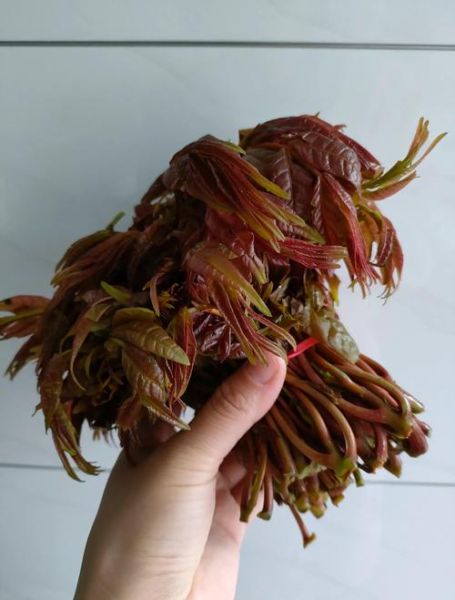 香椿豆怎么做_香椿豆的做法大全-第3张图片-山城妙识