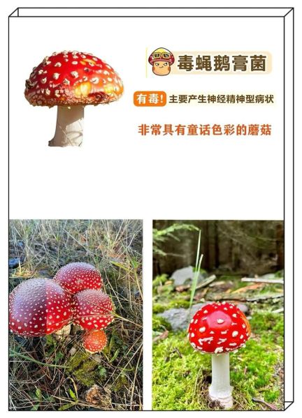 蘑菇的种类有哪些_蘑菇名称大全-第2张图片-山城妙识