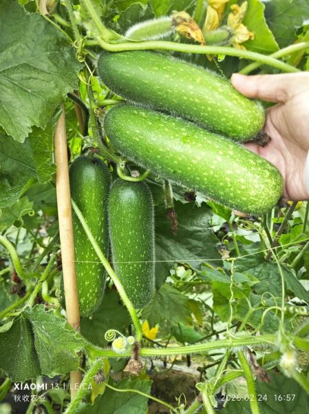 节瓜种子怎么育苗_节瓜育苗几天出苗-第2张图片-山城妙识 节瓜种子怎么育苗_节瓜育苗几天出苗-第2张图片-山城妙识
