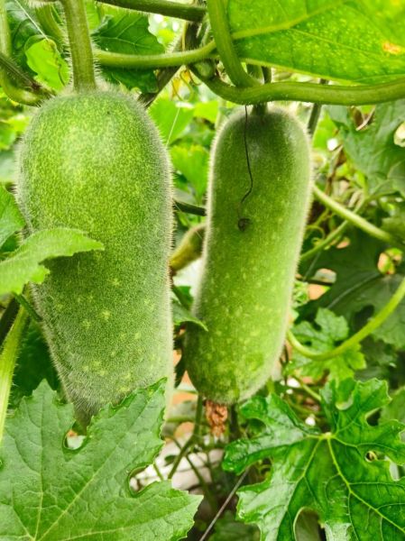 节瓜种子怎么育苗_节瓜育苗几天出苗-第3张图片-山城妙识 节瓜种子怎么育苗_节瓜育苗几天出苗-第3张图片-山城妙识