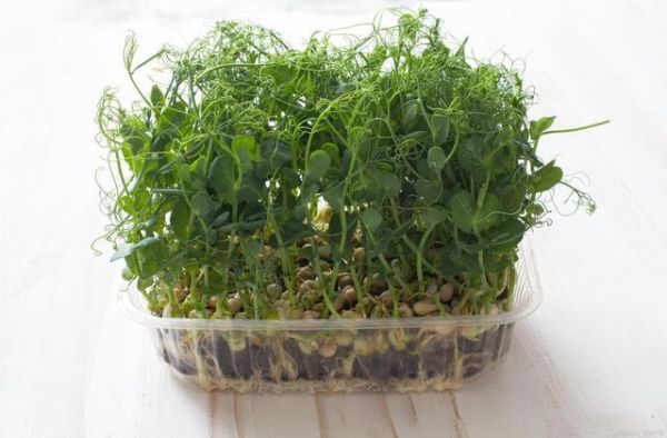 豆苗是什么豆发的_豌豆苗和黄豆苗区别-第3张图片-山城妙识 豆苗是什么豆发的_豌豆苗和黄豆苗区别-第3张图片-山城妙识