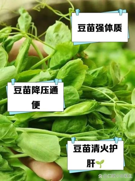 豆苗是什么豆发的_豌豆苗和黄豆苗区别-第2张图片-山城妙识 豆苗是什么豆发的_豌豆苗和黄豆苗区别-第2张图片-山城妙识