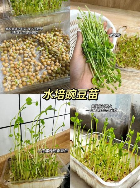 豆苗是什么豆发的_豌豆苗和黄豆苗区别-第1张图片-山城妙识 豆苗是什么豆发的_豌豆苗和黄豆苗区别-第1张图片-山城妙识