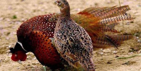 野山鸡能吃吗_野山鸡怎么吃才安全-第3张图片-山城妙识 野山鸡能吃吗_野山鸡怎么吃才安全-第3张图片-山城妙识