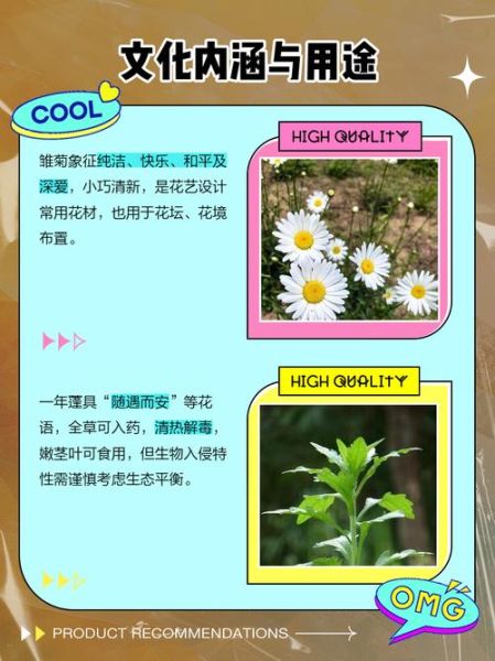 蓬蒿菊怎么养_蓬蒿菊的花语是什么-第3张图片-山城妙识