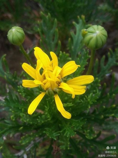 蓬蒿菊怎么养_蓬蒿菊的花语是什么-第2张图片-山城妙识