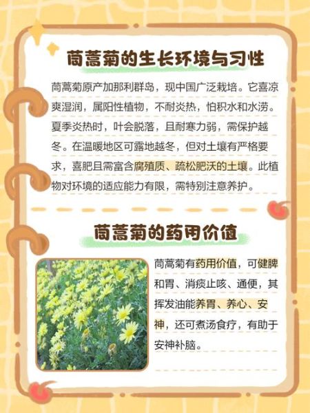 蓬蒿菊怎么养_蓬蒿菊的花语是什么-第1张图片-山城妙识