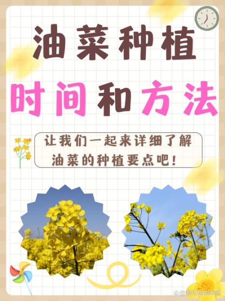 小油菜什么时候种_小油菜怎么种才高产-第1张图片-山城妙识